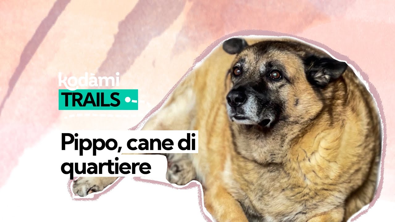 La storia di Pippo, cane libero di Avellino: così vive un cane di ...