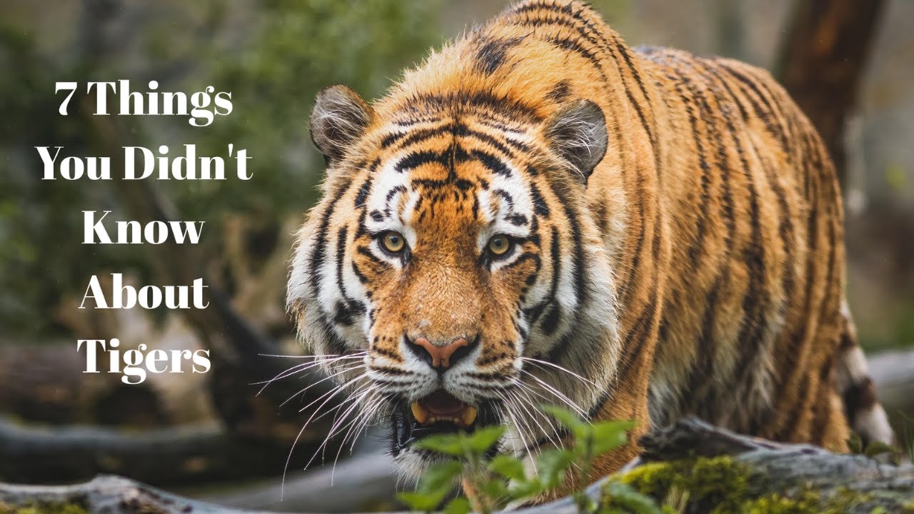 7 Things You Didn't Know About Tigers - YouTube