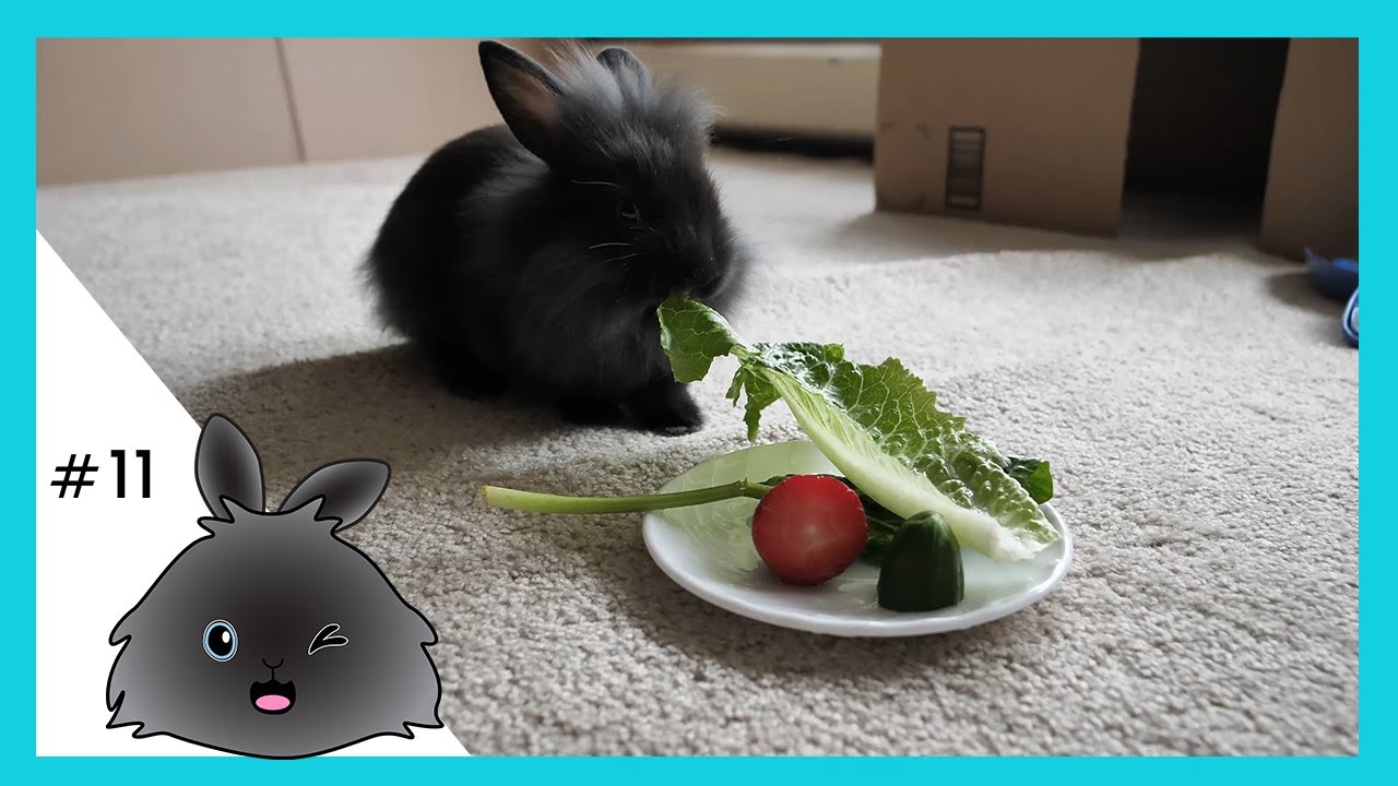 Akira being friendly | Vlog #11 | Akira the Lionhead Dwarf Mix Rabbit ...