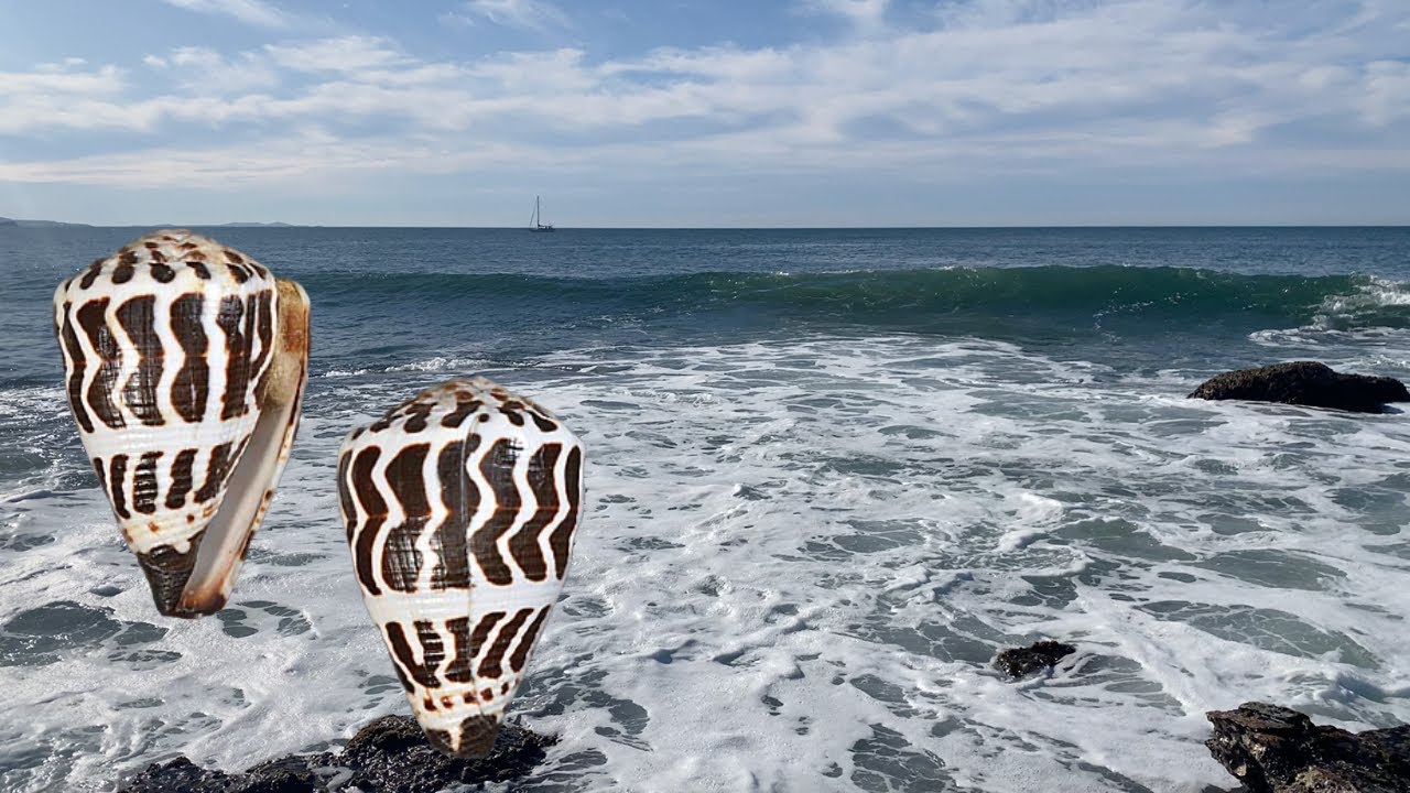 RARE 1/5000 PINK HEBREW CONE SEASHELL FIND AT THE BEACH! BEACH COMBING ...