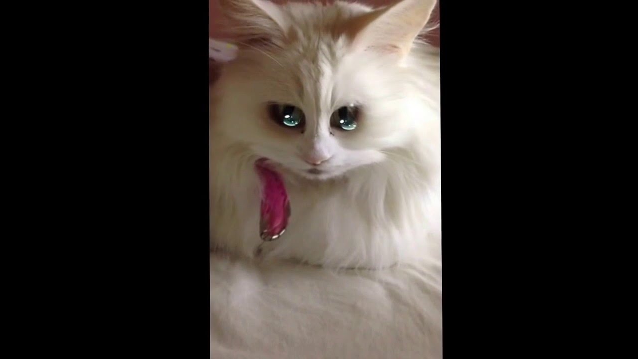 Cry baby cat - YouTube