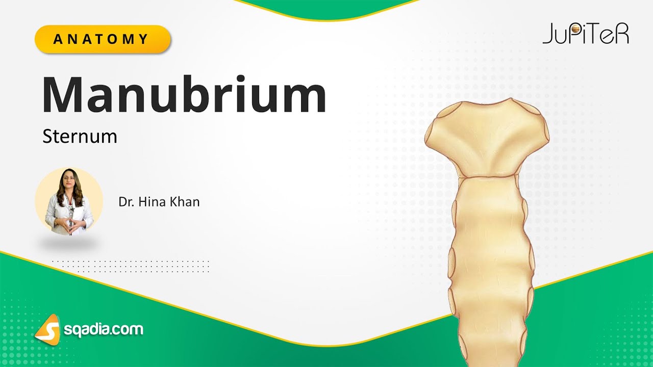 Sternum | Manubrium | Thoracic Cavity Skeleton | Bone Anatomy - YouTube