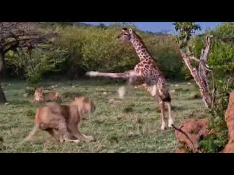 1-Week-Old Baby Giraffe Kicks Lion in the Face to Survive