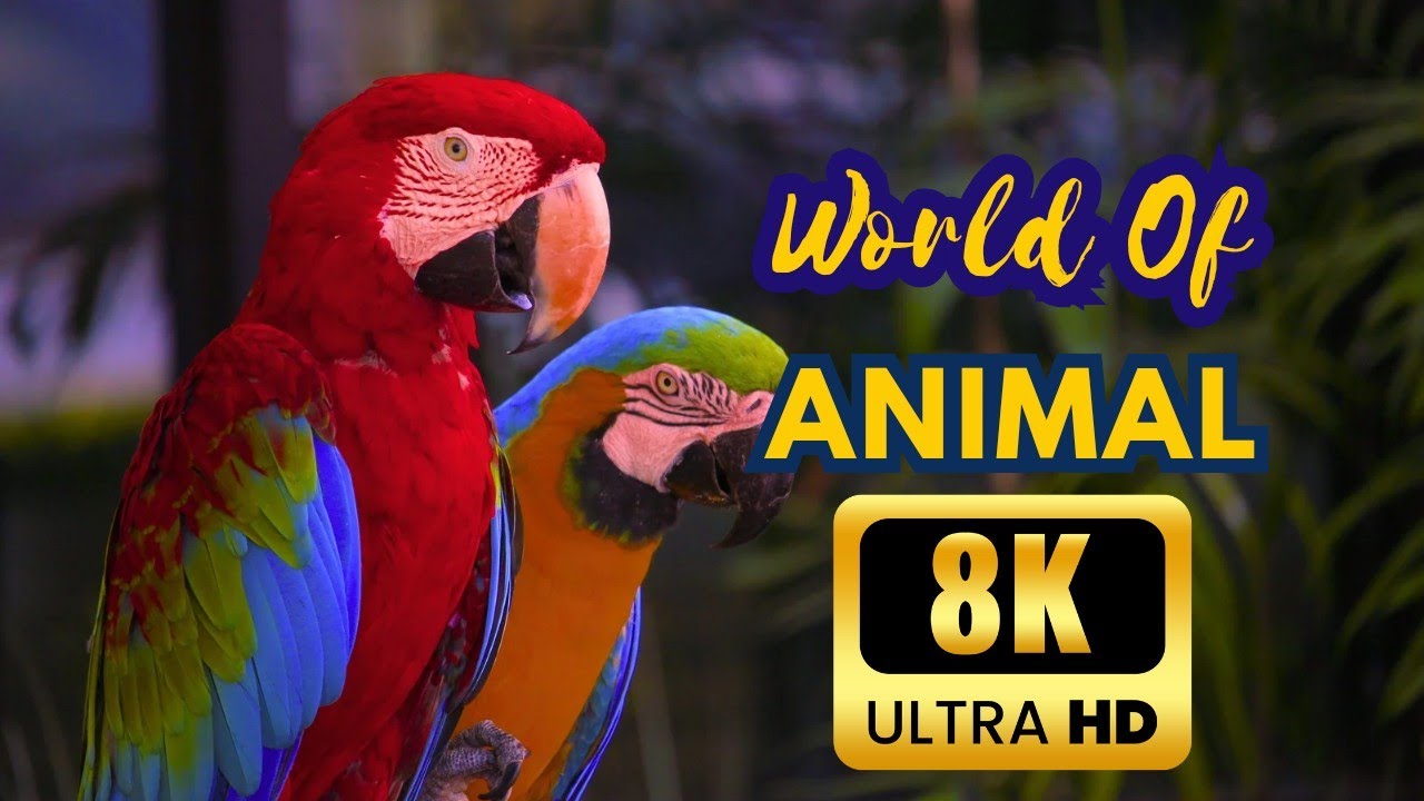 WORLD OF ANIMALS 8K ultra HD - ANIMALS Around the planet with REAL ...