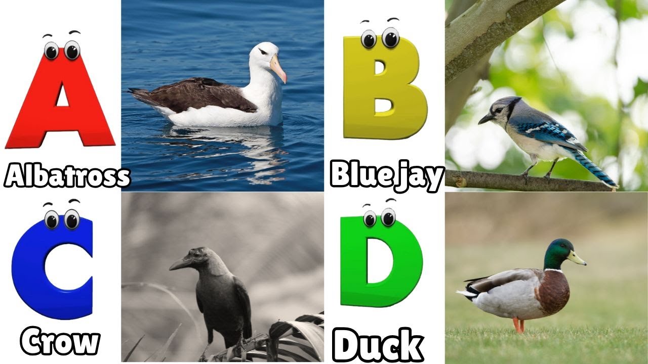 ABC Song | Birds ABC Song | Phonics for Kids| Learn ABC, Baby ...
