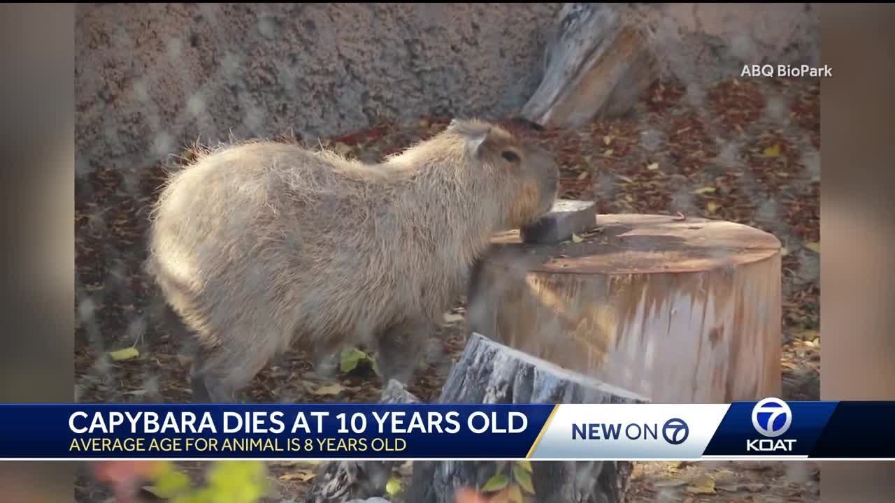 Capybara dies at the ABQ BioPark - YouTube