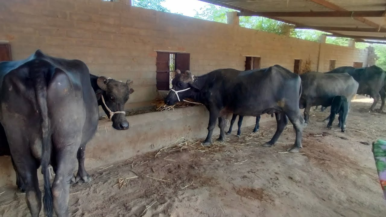 गुजरात की शानदार भेसे 🐃👌 । Top quality buffalo of Gujarat 🐃👌 vasarda ...