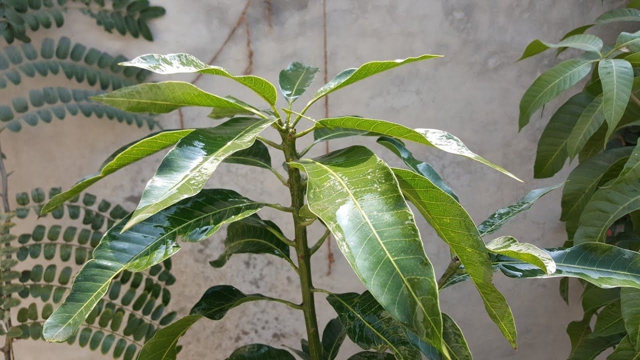 Dasheri mango tree leaf identification - YouTube