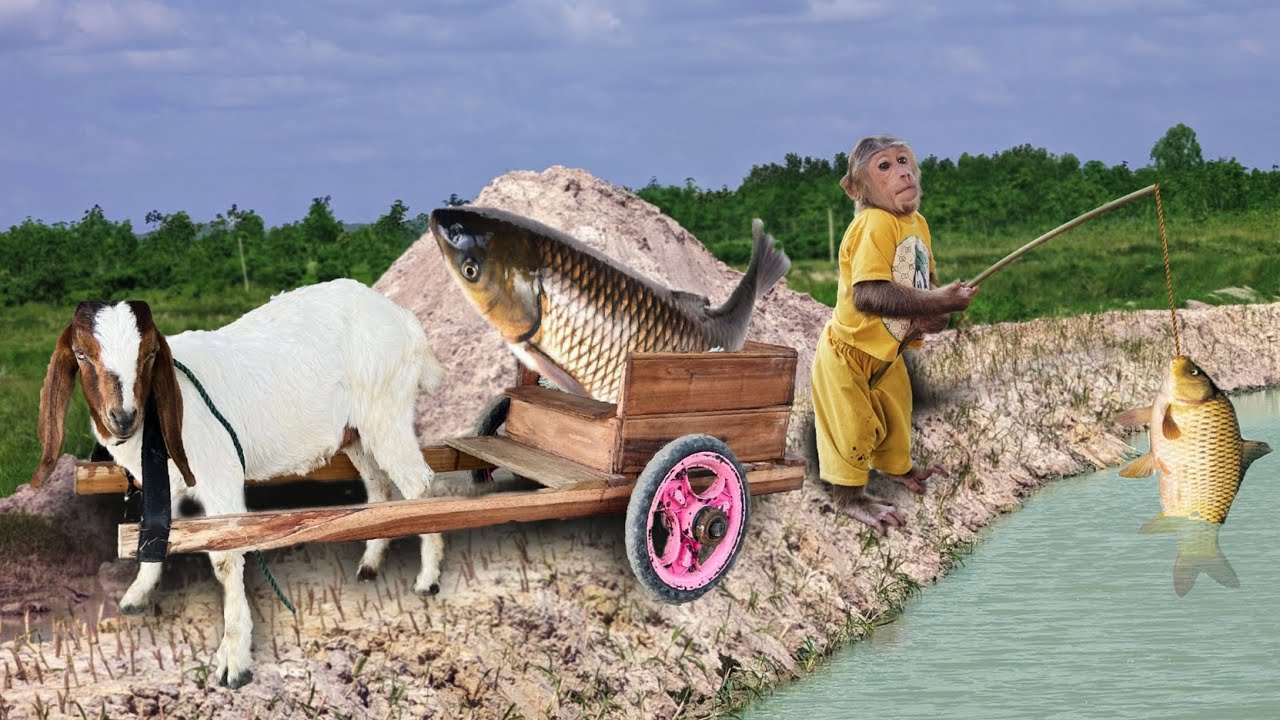 Super smart! Cutis farmer take goat harvest fish feed kittens - YouTube