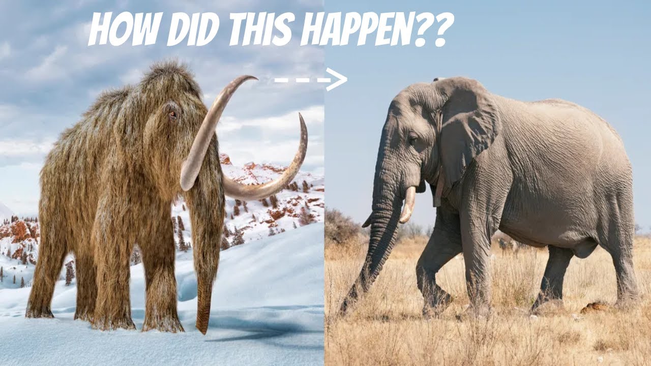 The Evolution Of Woolly Mammoths To Elephant - YouTube