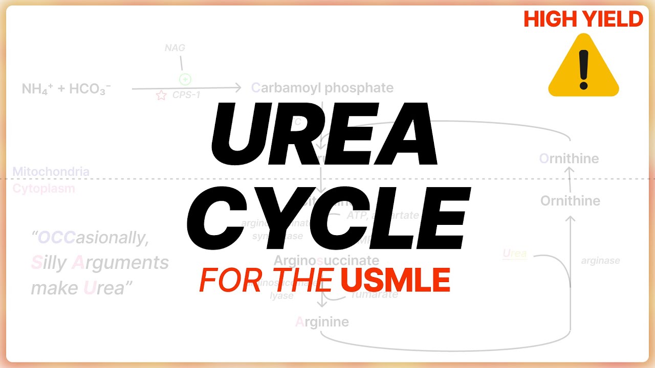 Urea Cycle for the USMLE - YouTube