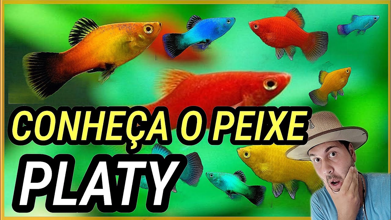 CONHEÇA O PLATY ( PLATI ) FICHA TÉCNICA E MUITO MAIS. - YouTube