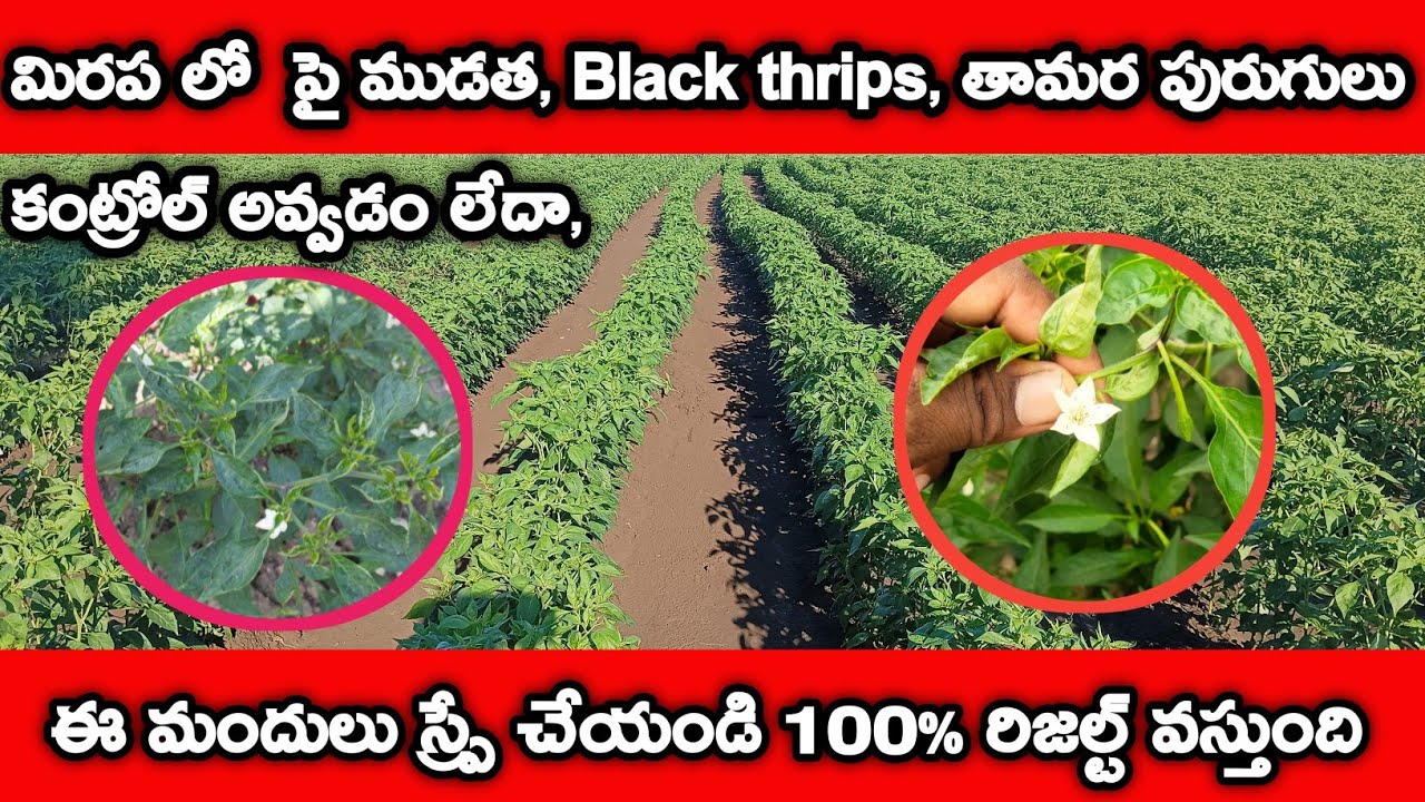 mirapalo pai mudatha nivarana | mirapalo tella doma nivarana | black ...