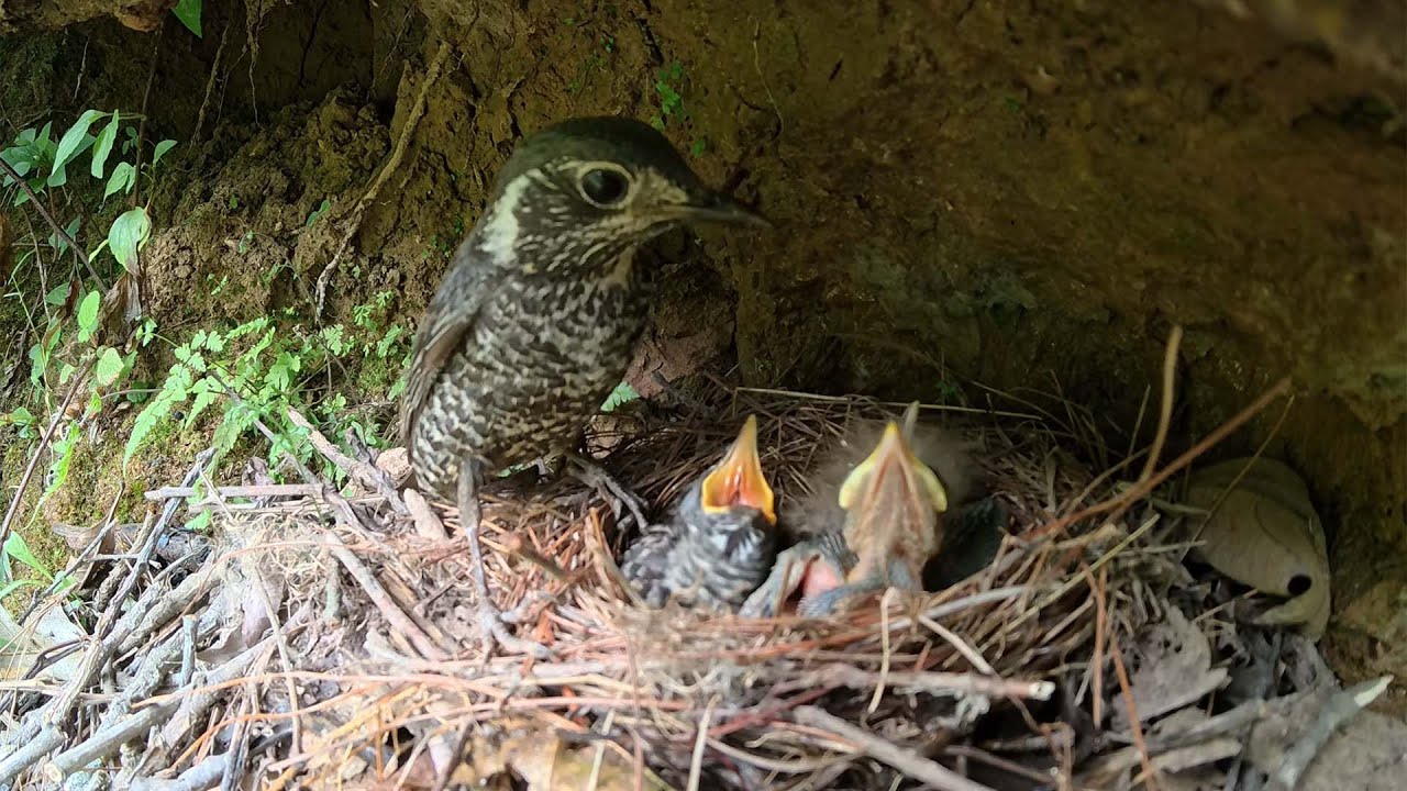 Day5,The cuckoo bird no longer hides, snatching food at the forefront ...