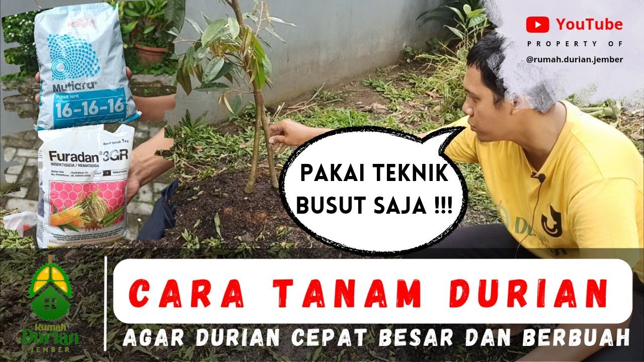 CARA TANAM DURIAN AGAR CEPAT BESAR DAN BERBUAH⁉️ | Teknik Busut dan ...