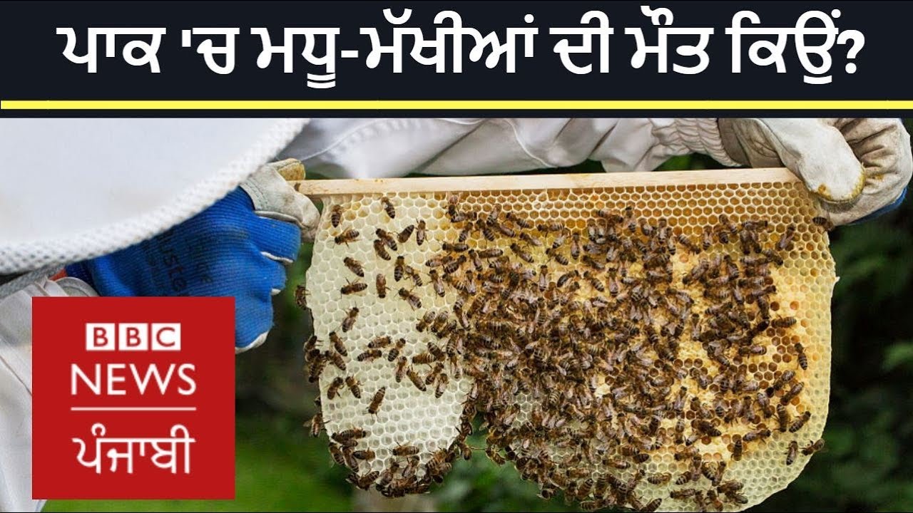 Honey bees are the unexpected victim of the tribal war in Pakistan ...