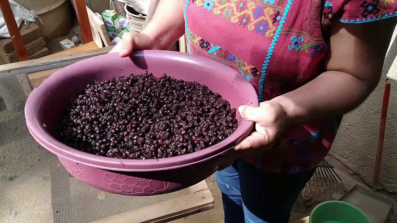 LAS CHICATANA EXQUISITA SALSA EXÓTICA QUE SE PREPARA EN XOCHISTLAHUACA ...