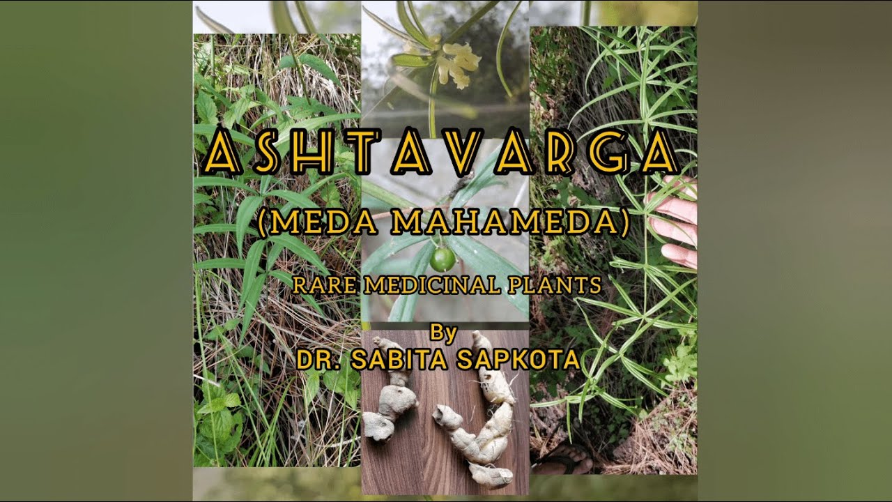 Ashtavarga | Meda-Mahameda | Rarest | Most Valuable Herbs of Himalaya ...