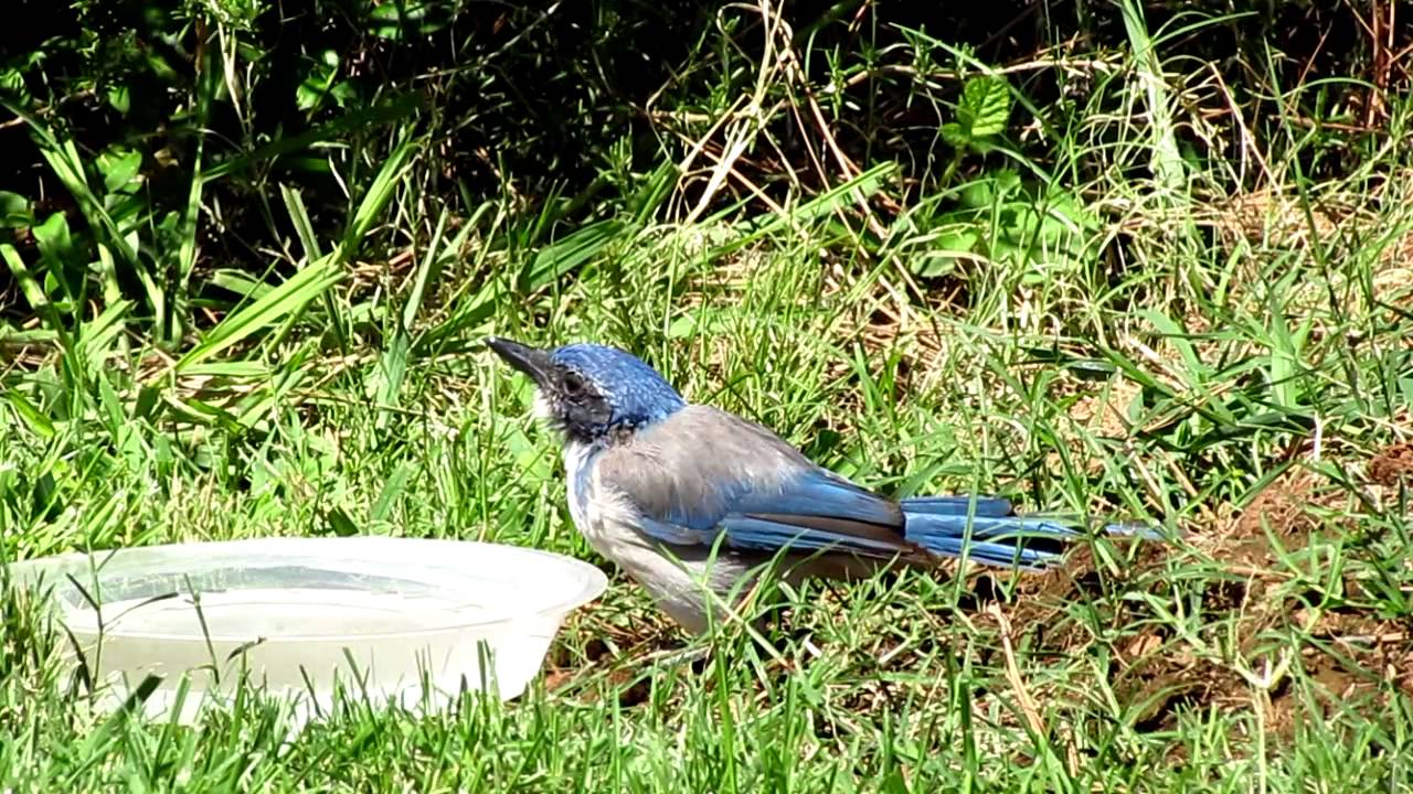 Sick Jay drinking water - YouTube