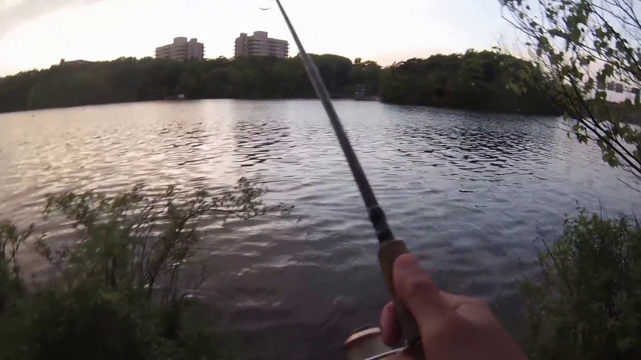 Lake Banook, NS - 11-Jun-2017 - Pickerels - YouTube