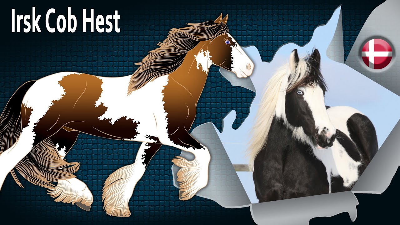 Irsk Cob Hest, En meget karakteristisk race fuld af hår og kurver ...