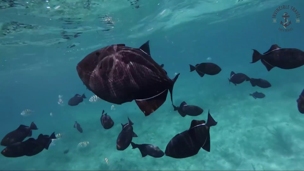 Crazy Caribbean | ON BEATS | 003 | Invincible Travel - YouTube
