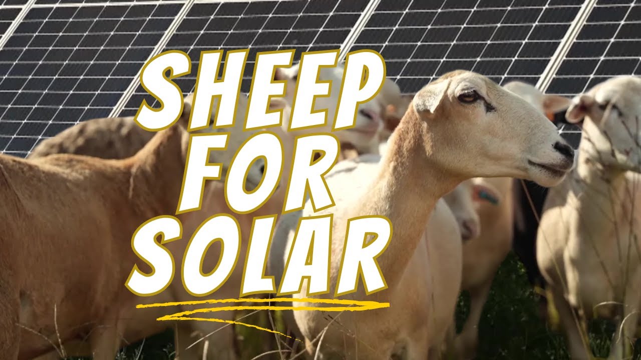 LAMBscaping: why "solar grazing" is the sustainable solution we all ...