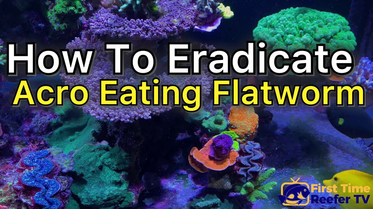 Bill Morgans Method On How To Eradicate Acro Eating Flat Worm From Your ...
