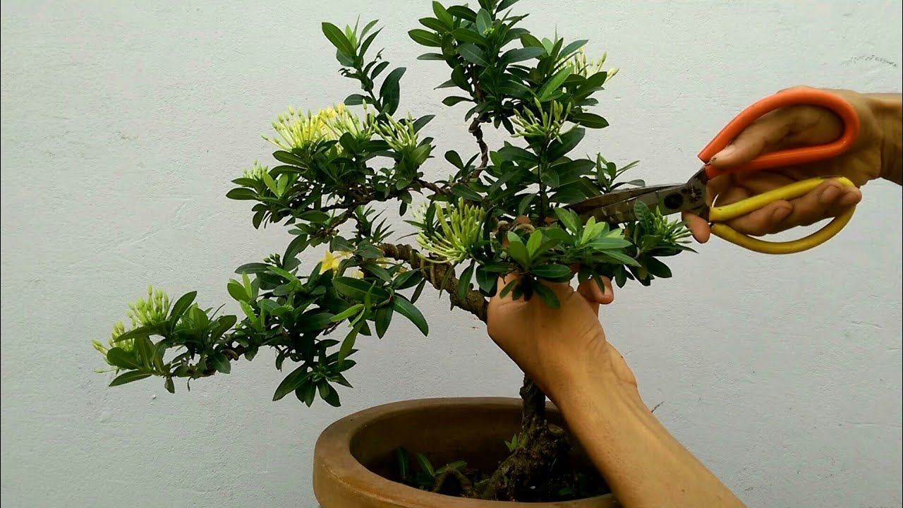 Làm cây bonsai trang vàng (mẫu đơn) mini - YouTube