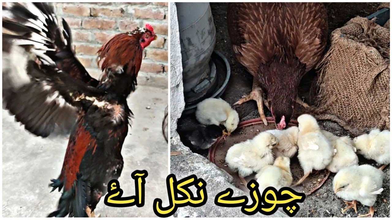 choozay Nikal Aye 😍||Aseel Chicks Hatched ||Hen Hatching eggs|| Hen ...