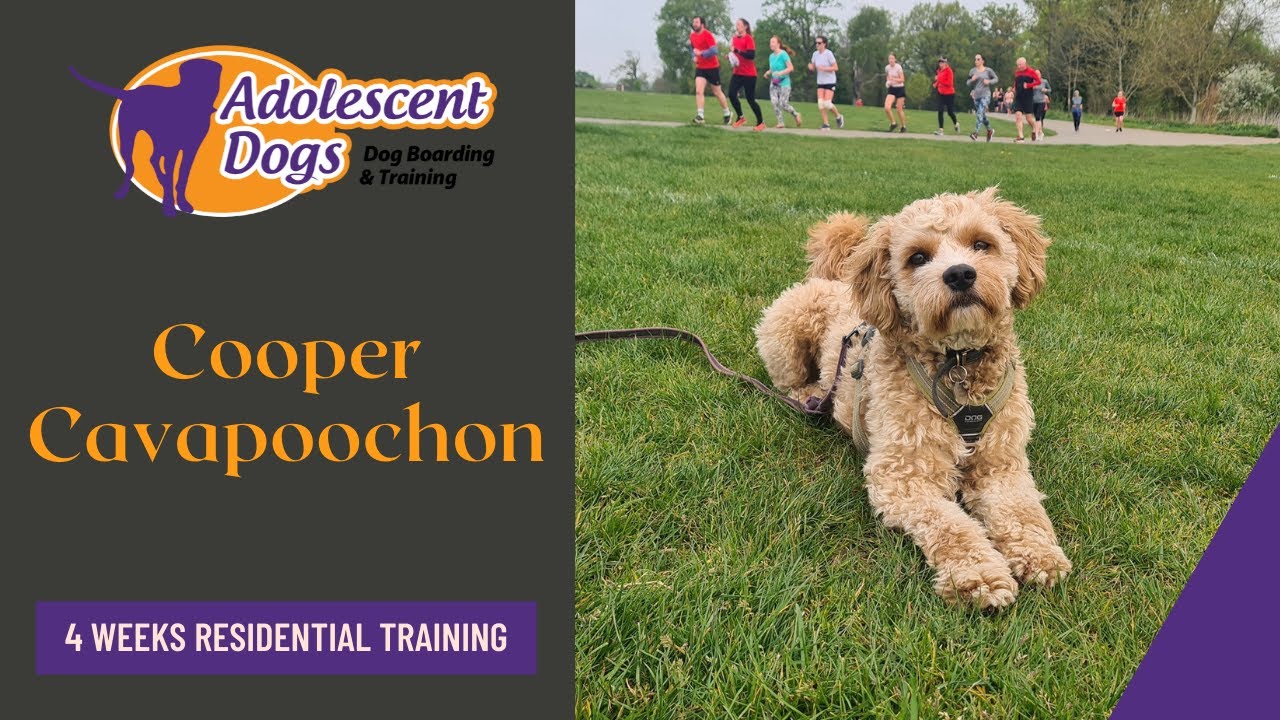 Cooper the Cavapoochon - 4 Weeks Residential Dog Training - YouTube