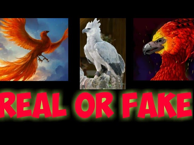 Realistic Phoenix Bird