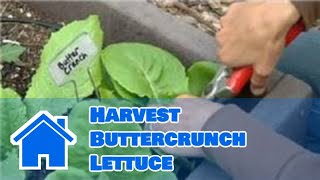 Growing Greens : How to Harvest Buttercrunch Lettuce