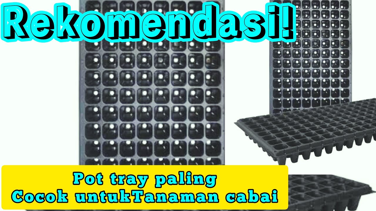 petani cabai wajib tau,, ukuran tray semai yg pas untuk cabai - YouTube
