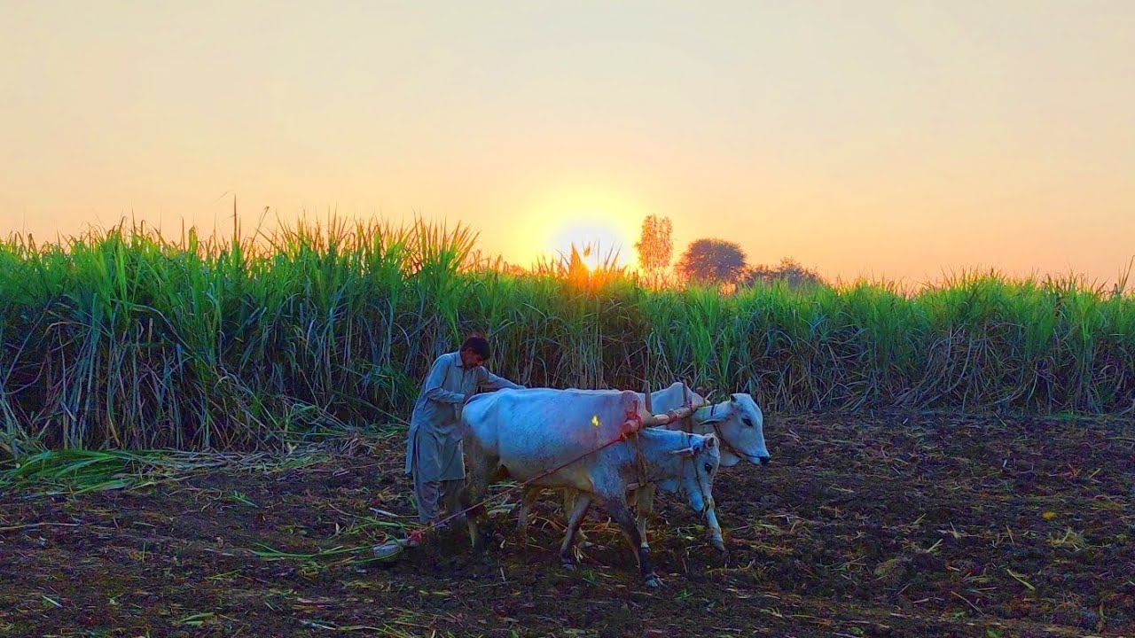 Plough through the Fields by oxen | Old method of ploughing | Good old ...
