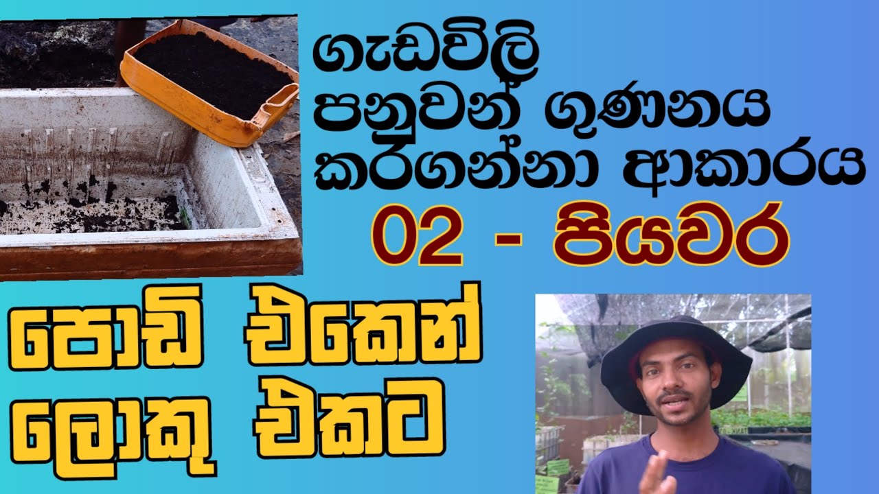 ගැඩවිලි පනුවන් වැඩිකර ගැනීම.. The method of multiplication of worms ...