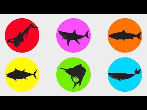 6 Jenis Ikan Laut: Hiu Putih, Paus Biru, Orca, Tuna, Salmon & Ikan Layar.