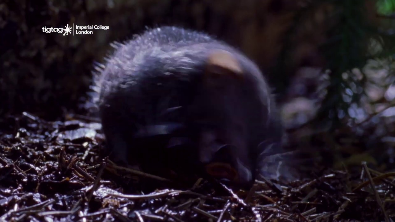 Voiceover - Twig Education Shorts - YouTube