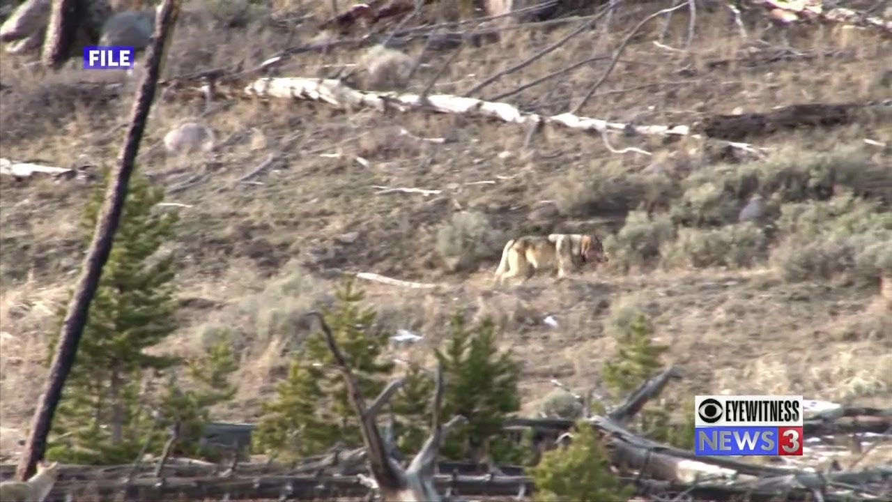 3 Yellowstone wolves killed in Montana during first week of Montana’s ...