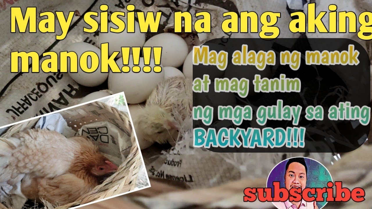 Sa wakas may Sisiw na ang aking manok | Pag aalaga ng manok part 3 ...