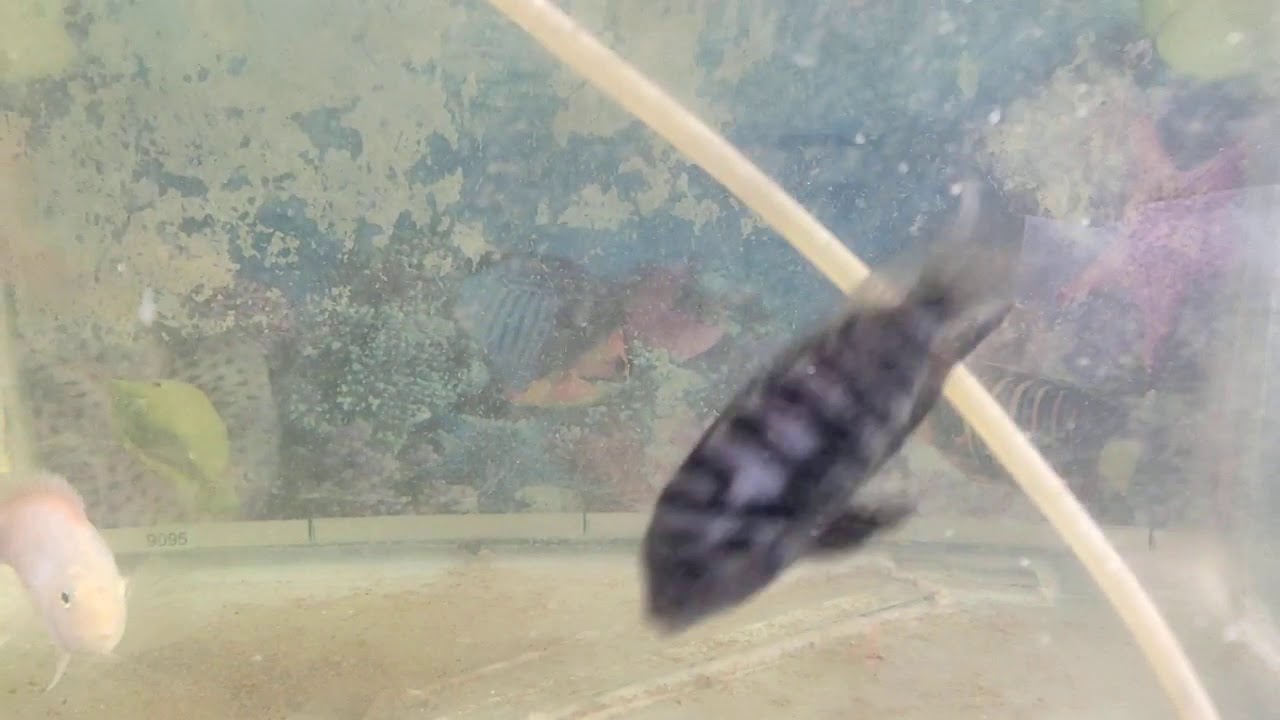 Albina convict and zebra convict cross breeding (hybrid) - YouTube