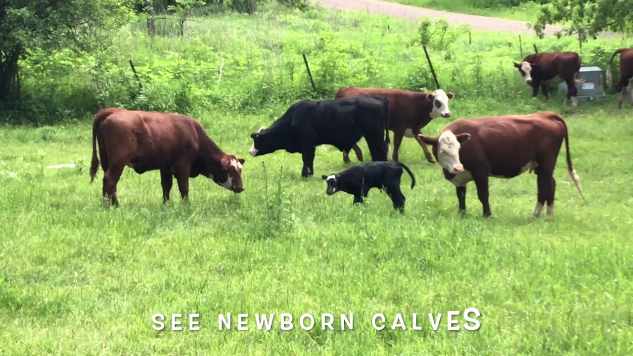 Free Range Cattle! - YouTube