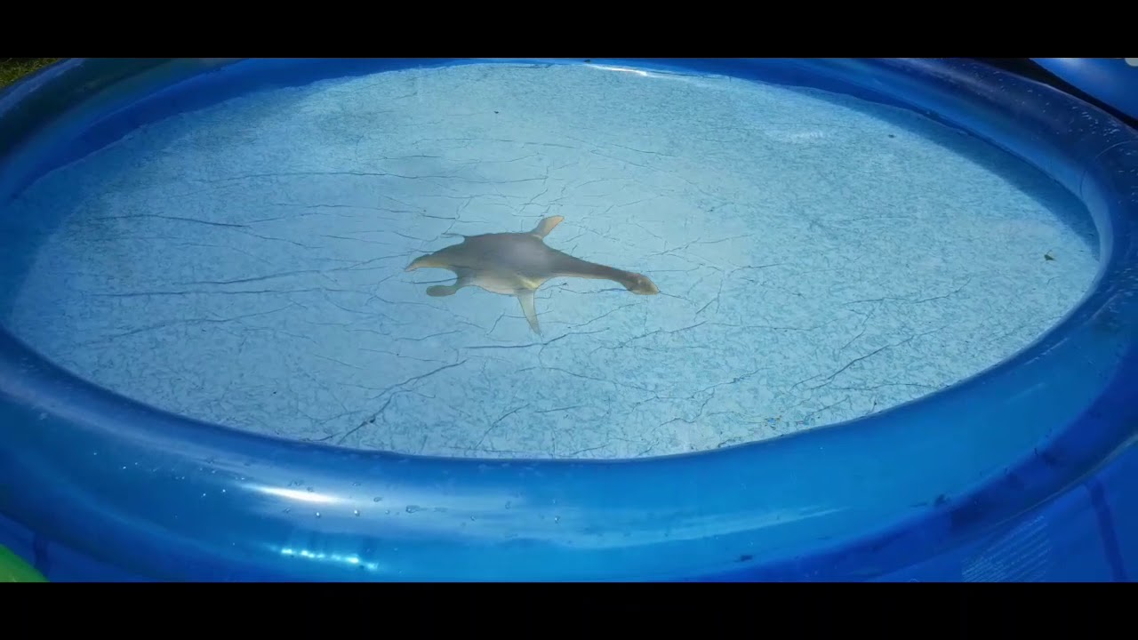 Baby Plesiosaurus in the pool test - YouTube