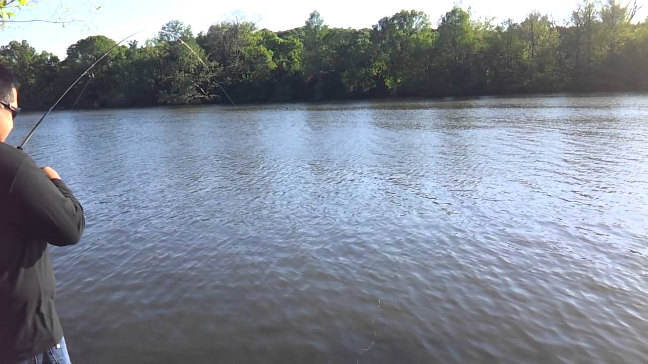 Bass fishing in town lake Austin TX 9+pounds - YouTube