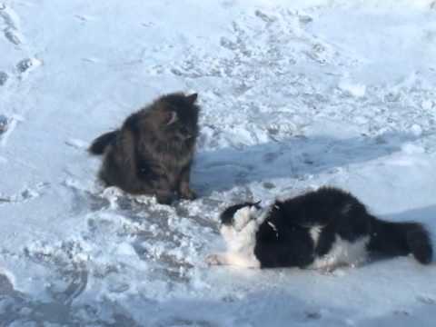 Catfight in the snow - YouTube