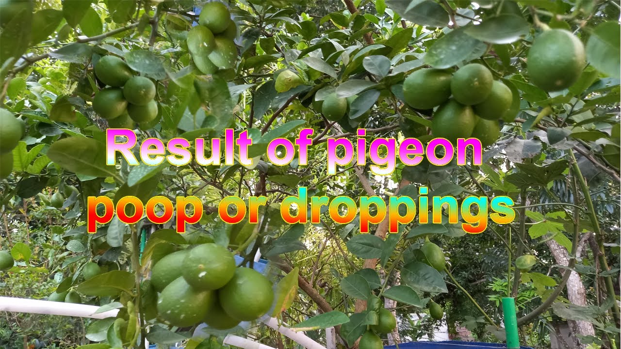 How to use pigeon poop as fertilizer in tub plant কবুতরের বিষ্ঠা বা ...