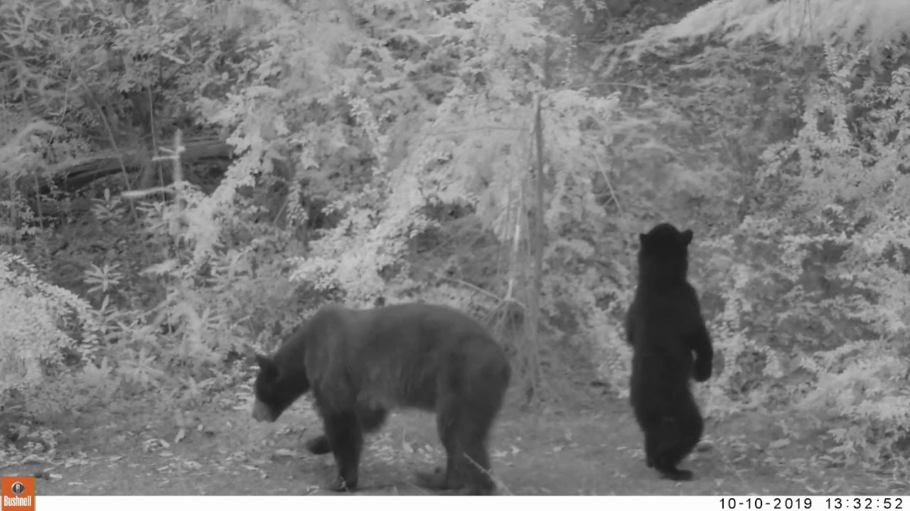 Black Bear Play Behavior - YouTube