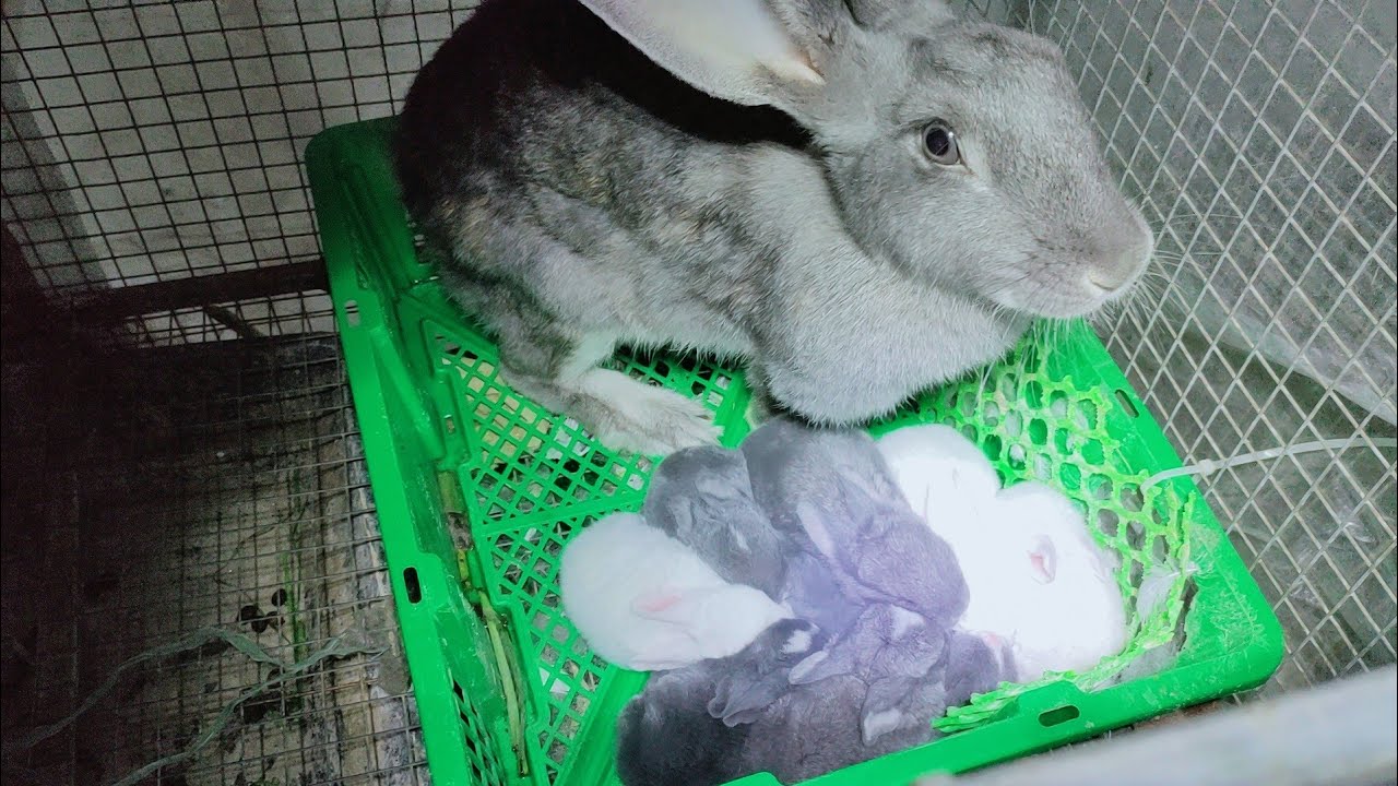 I went to the garden to see baby rabbits, very beautiful baby rabbits ...