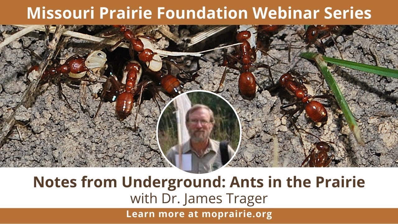 MPF Webinar: Notes from Underground: Ants in the Prairie with Dr. James ...