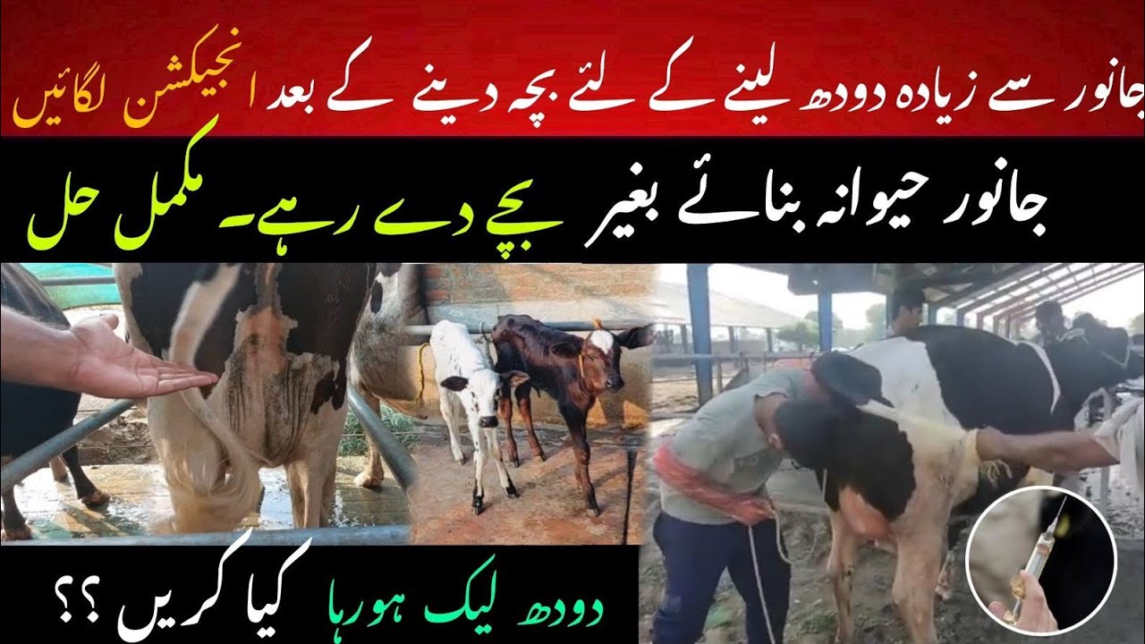 Best calving injection protocols II Cow delivery protocols II Dry ...